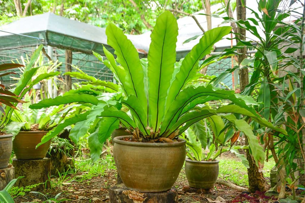 Ultimate Guide to Crispy Wave Fern Care - Plantglossary