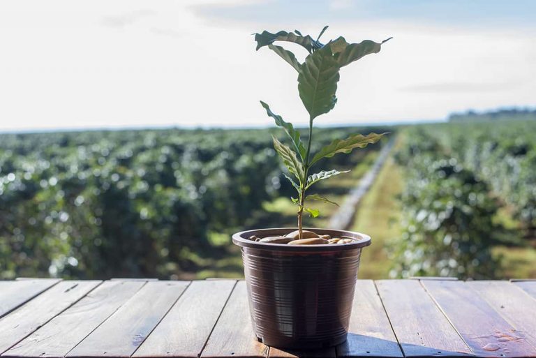 How to Grow a Coffee Plant Indoors - Plantglossary