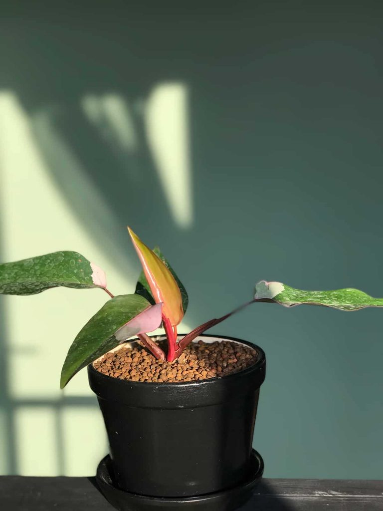 How to Care for a Philodendron Pink Princess - Plantglossary
