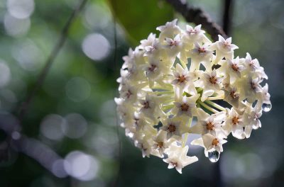A Complete Guide to Growing and Caring For a Hoya Plant - Plantglossary