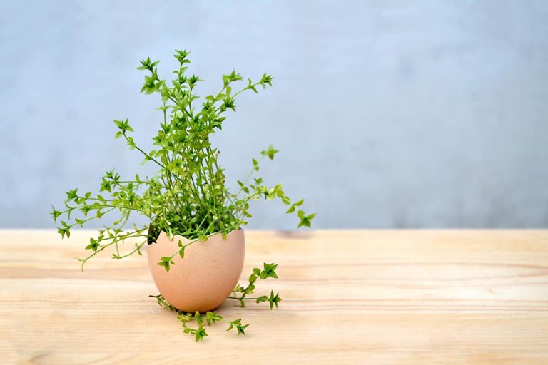 How to Use Egg Shells for Plants - Plantglossary