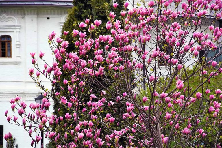 15 Best Trees to Plant for Shade and Privacy - Plantglossary