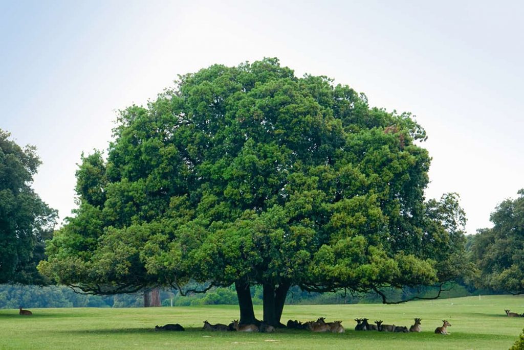 15 Best Trees to Plant for Shade and Privacy - Plantglossary