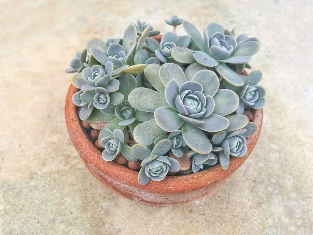 25 Flowering Succulents for Indoor and Outdoor Beauty - Plantglossary