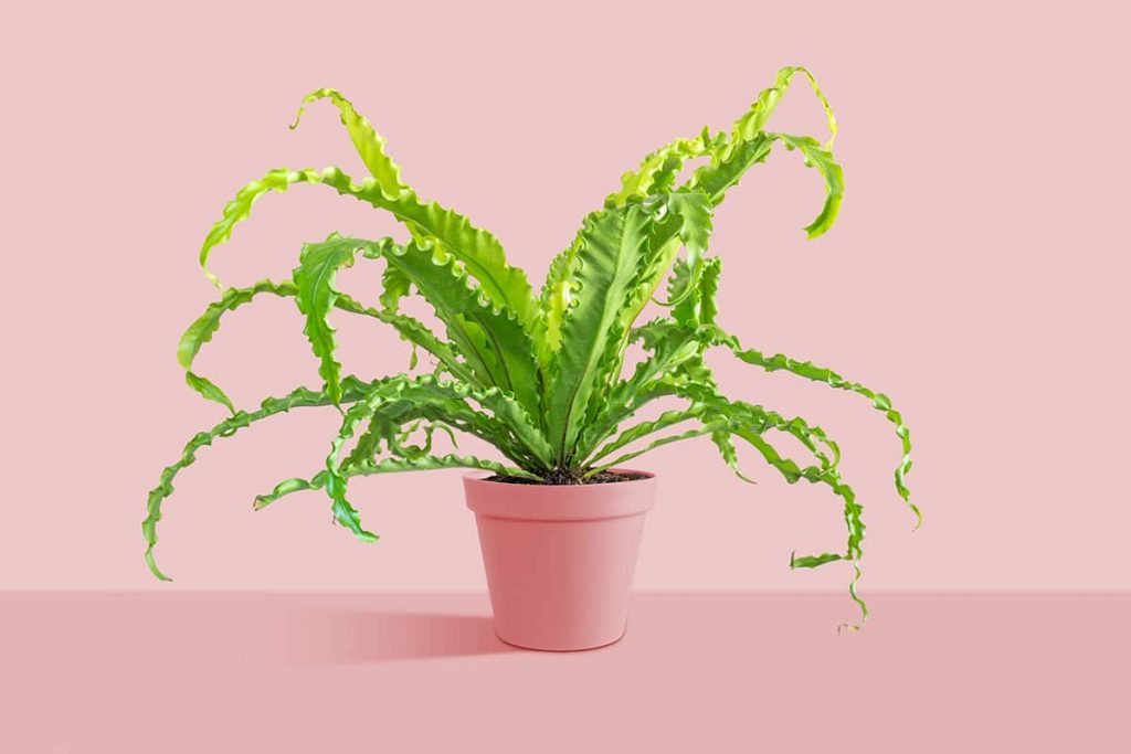 Ultimate Guide to Crispy Wave Fern Care - Plantglossary