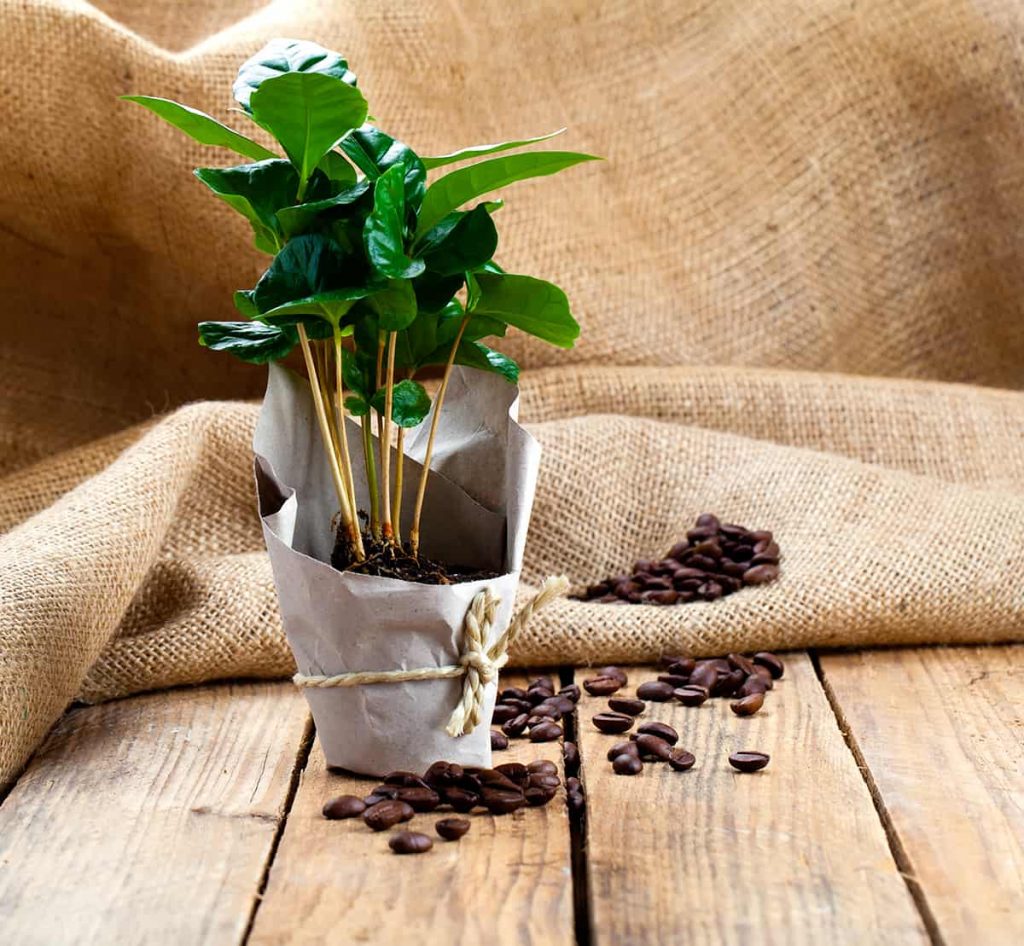 How to Grow a Coffee Plant Indoors - Plantglossary