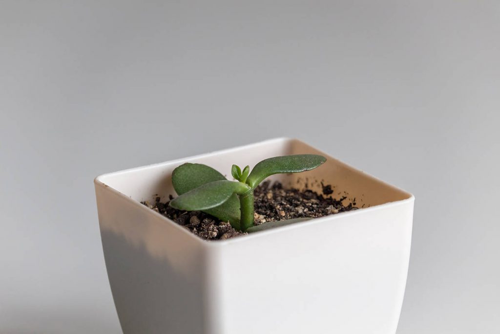 How To Propagate a Jade Plant From Cuttings or Divisions - Plantglossary