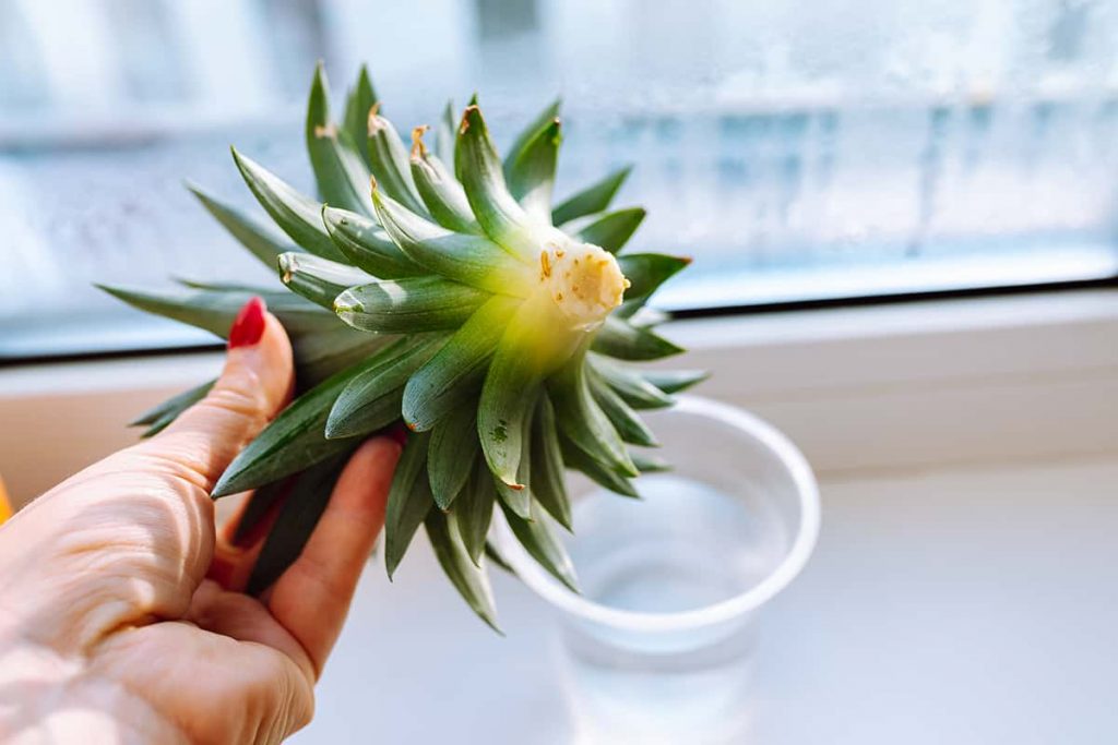 How to Grow a Pineapple Plant from a Pineapple Top - Plantglossary