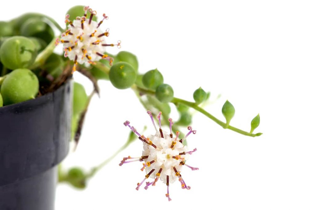 25 Flowering Succulents for Indoor and Outdoor Beauty - Plantglossary