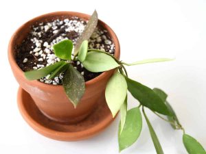A Complete Guide to Growing and Caring For a Hoya Plant - Plantglossary