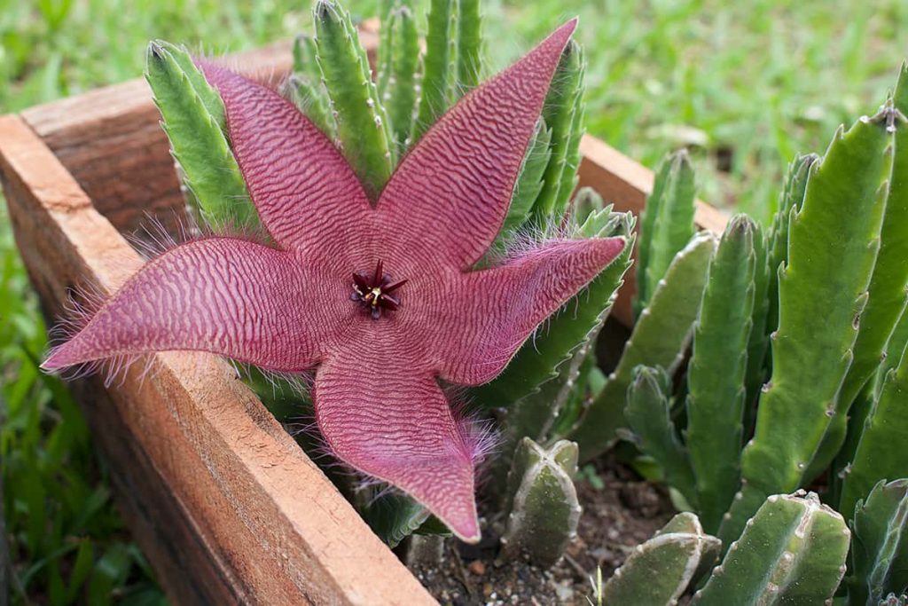 25 Flowering Succulents for Indoor and Outdoor Beauty - Plantglossary