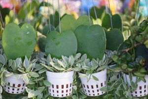 A Complete Guide to Growing and Caring For a Hoya Plant - Plantglossary