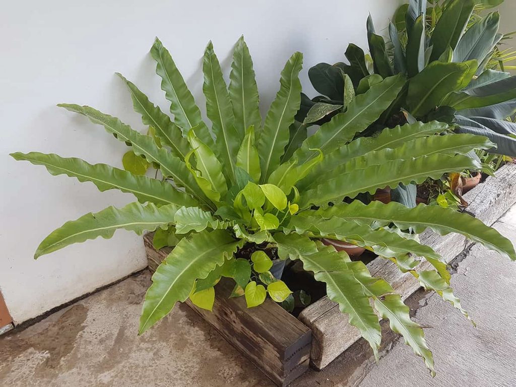 Ultimate Guide to Crispy Wave Fern Care - Plantglossary