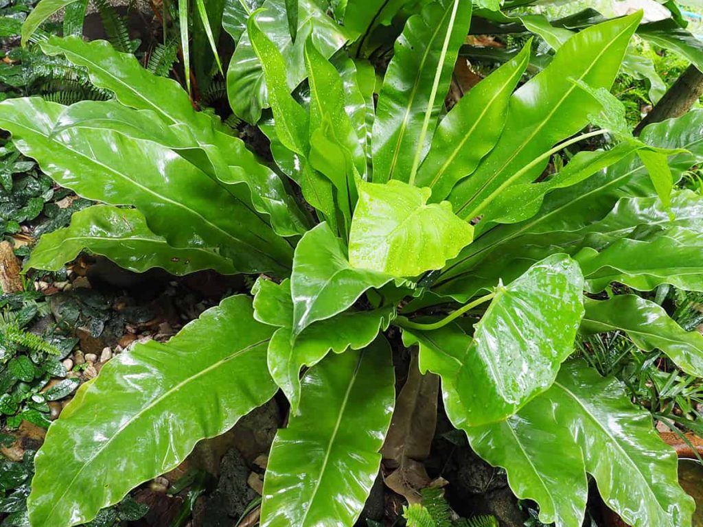 Ultimate Guide to Crispy Wave Fern Care - Plantglossary