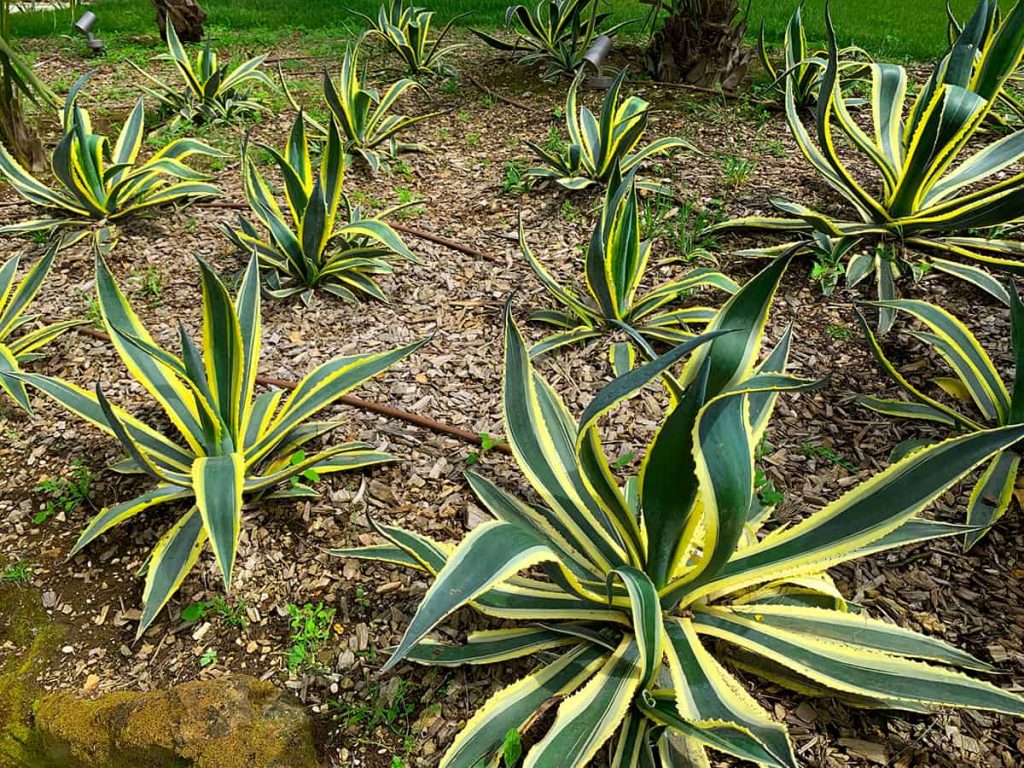 Agave 101 – Your Comprehensive Guide to Planting and Maintenance ...