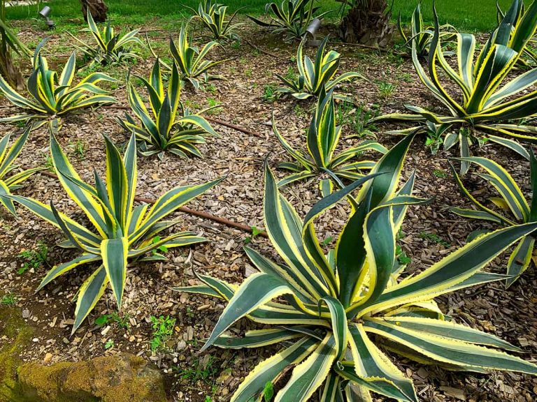 Agave 101 – Your Comprehensive Guide to Planting and Maintenance ...