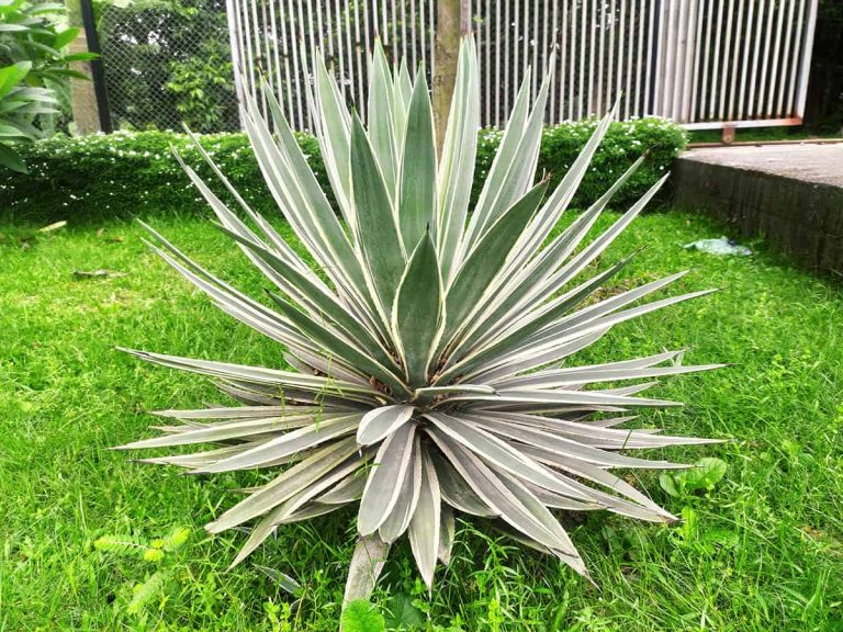 Agave 101 – Your Comprehensive Guide to Planting and Maintenance ...