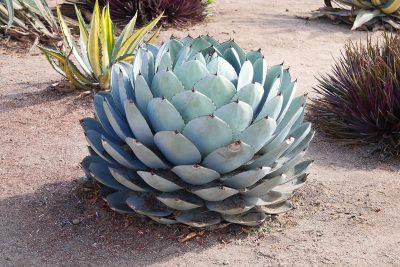 Agave 101 – Your Comprehensive Guide to Planting and Maintenance ...