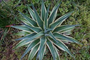 Agave 101 – Your Comprehensive Guide to Planting and Maintenance ...