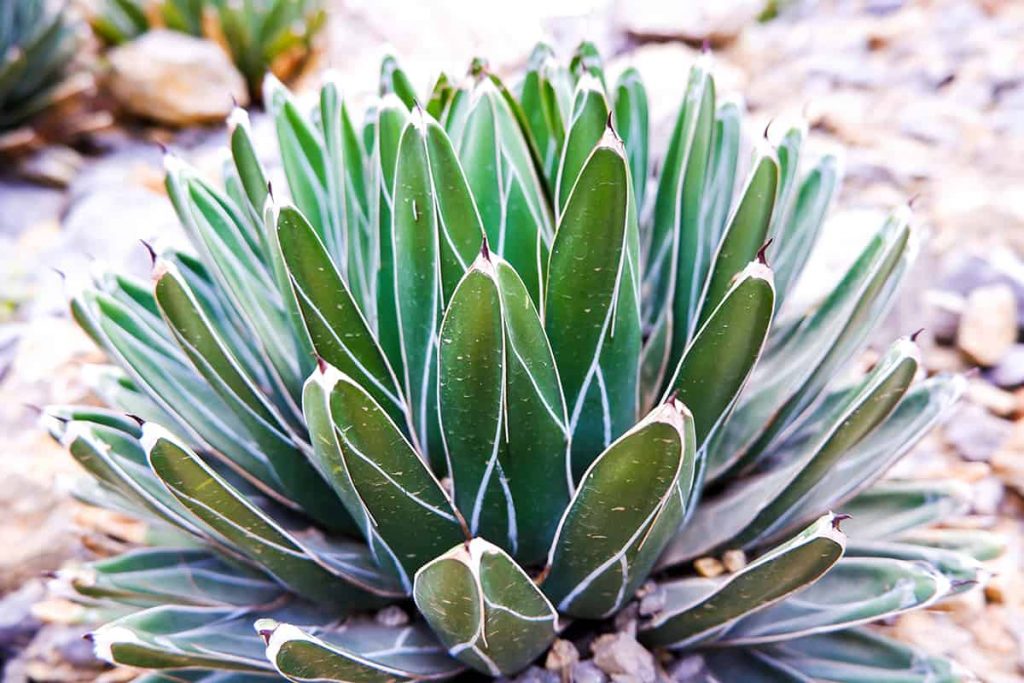 Agave 101 – Your Comprehensive Guide to Planting and Maintenance ...