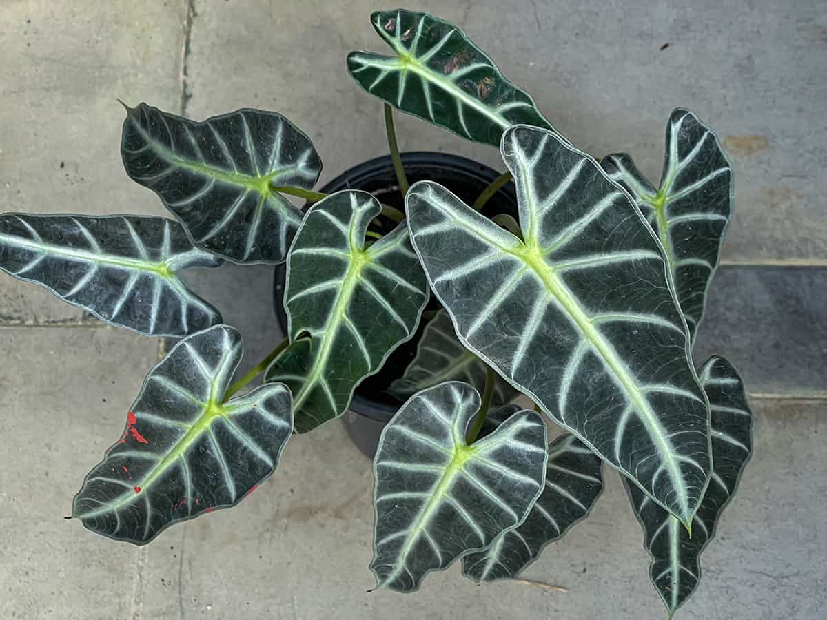 Alocasia Care Guide – Tips for Happy and Thriving Plants - Plantglossary