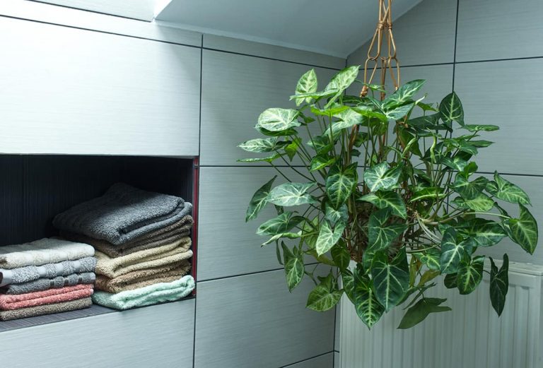 20 Amazing Trailing Houseplants For Any Vertical Displays - Plantglossary