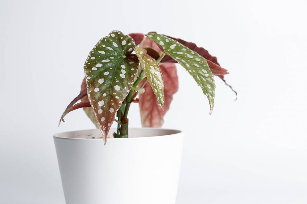 Growing and Caring for Begonia Maculata - Plantglossary