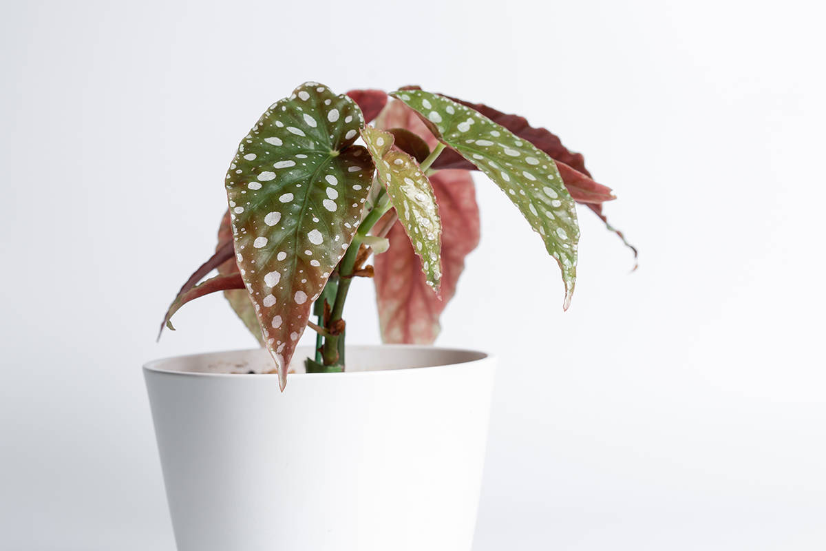 Growing and Caring for Begonia Maculata - Plantglossary