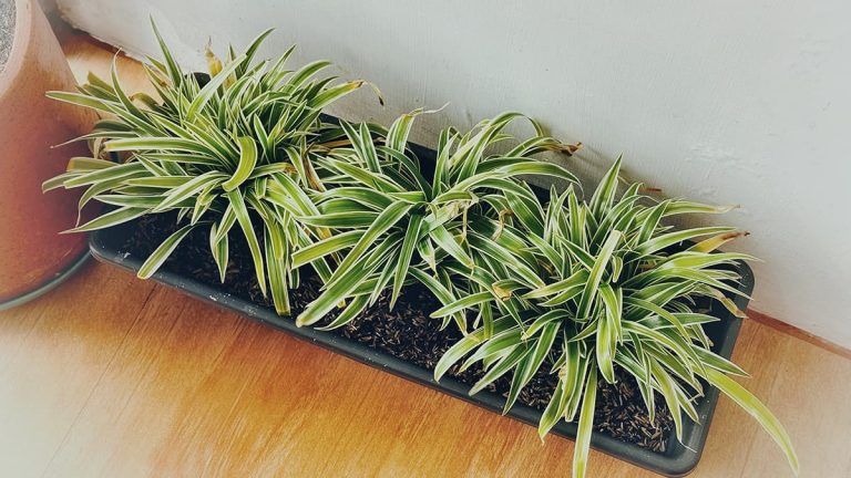 How To Make Spider Plants Bushier – Tips & Tricks - Plantglossary
