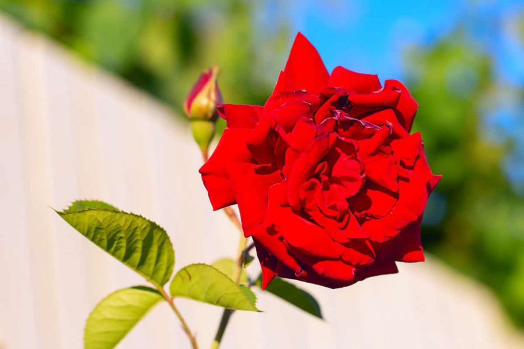 18 Tough Roses That Can Add Beaty and Withstand Harsh Climates ...