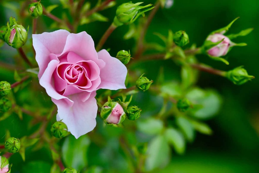 18 Tough Roses That Can Add Beaty and Withstand Harsh Climates ...