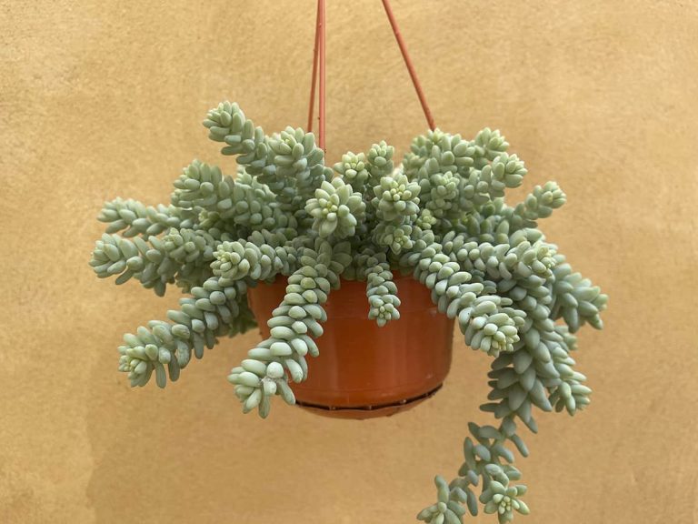 20 Amazing Trailing Houseplants For Any Vertical Displays - Plantglossary
