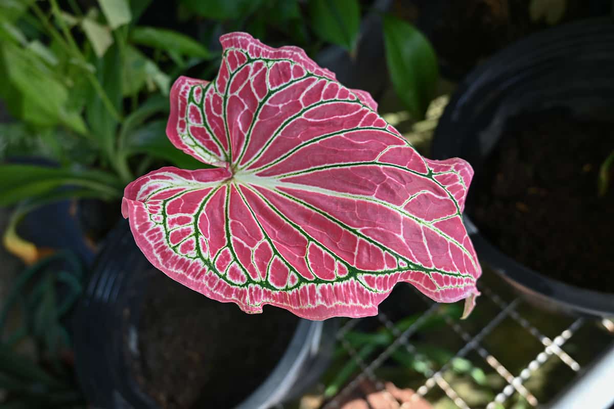 How to Care for Caladium – Tips For a Healthy and Vibrant Plant ...