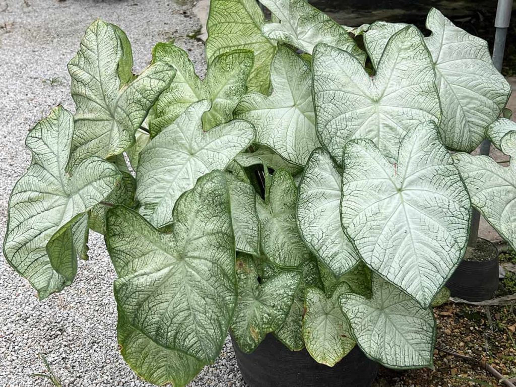How to Care for Caladium – Tips For a Healthy and Vibrant Plant ...