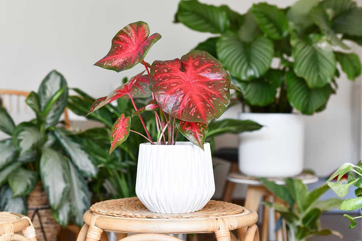 How to Care for Caladium – Tips For a Healthy and Vibrant Plant ...
