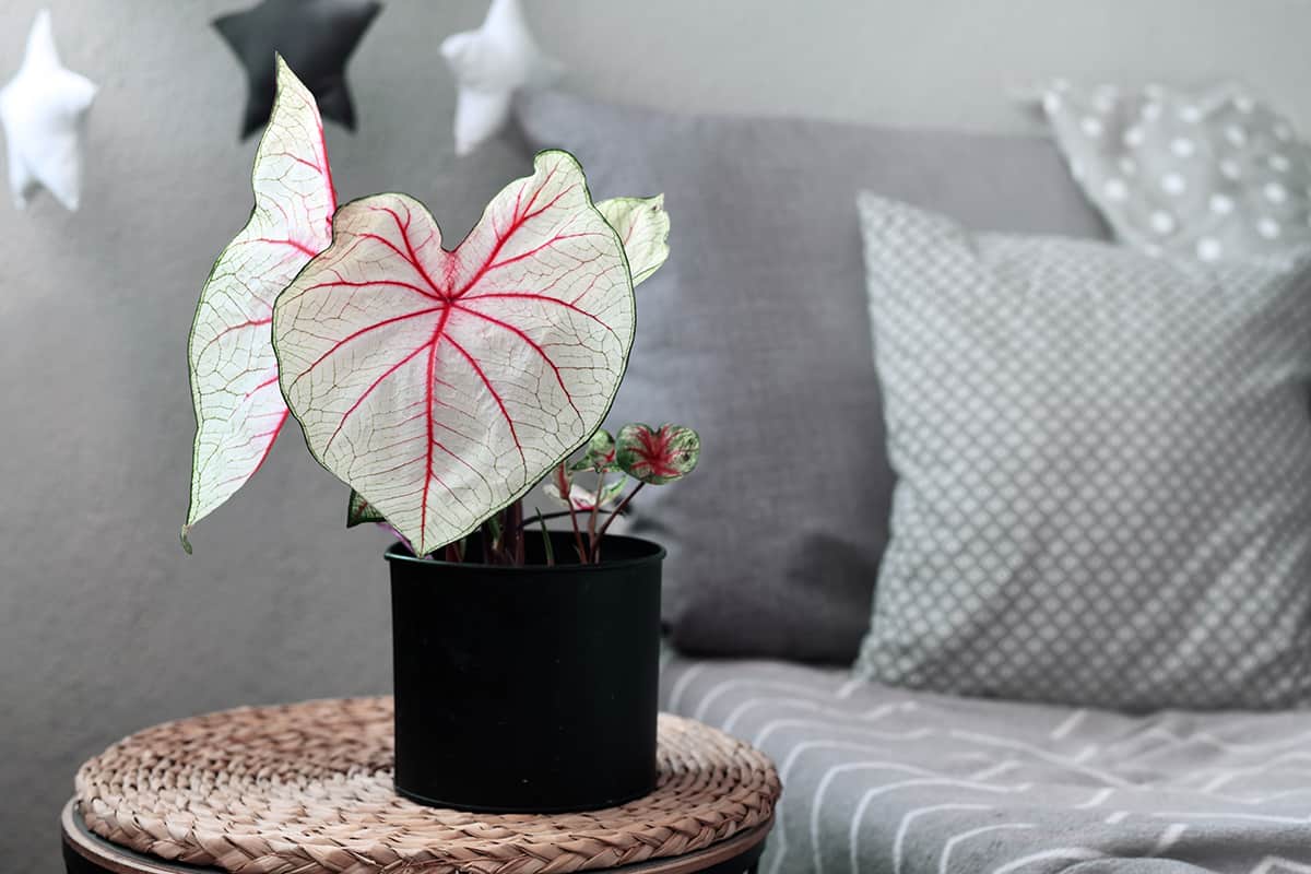 How to Care for Caladium – Tips For a Healthy and Vibrant Plant ...