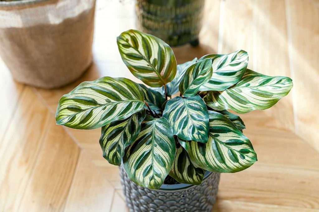 How to Take Care of the Calathea - Plantglossary