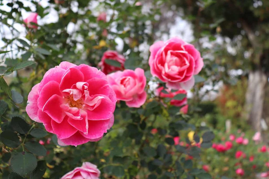 18 Tough Roses That Can Add Beaty and Withstand Harsh Climates ...