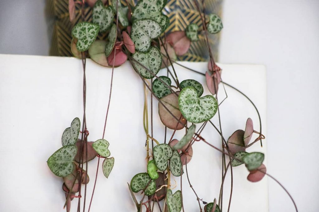 20 Amazing Trailing Houseplants For Any Vertical Displays - Plantglossary