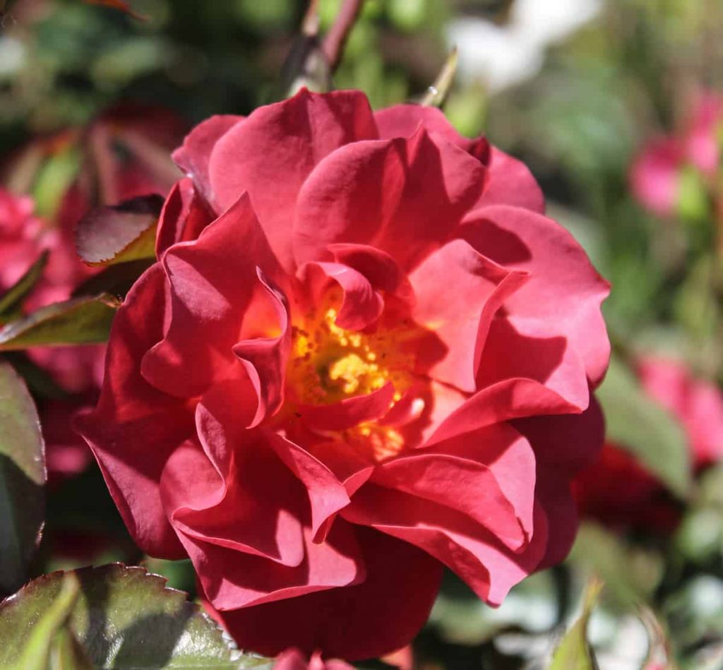 18 Tough Roses That Can Add Beaty and Withstand Harsh Climates ...