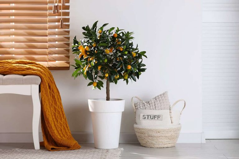 20 Plants That Bring Positive Energy and Good Fortune Into the Home ...