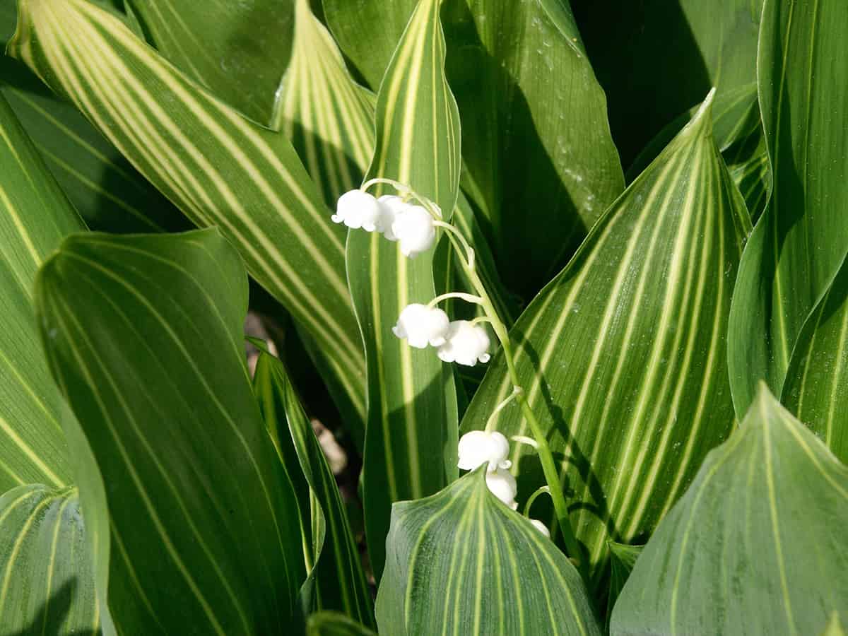 How to Grow Lily of the Valley For More Fragrant Blooms - Plantglossary