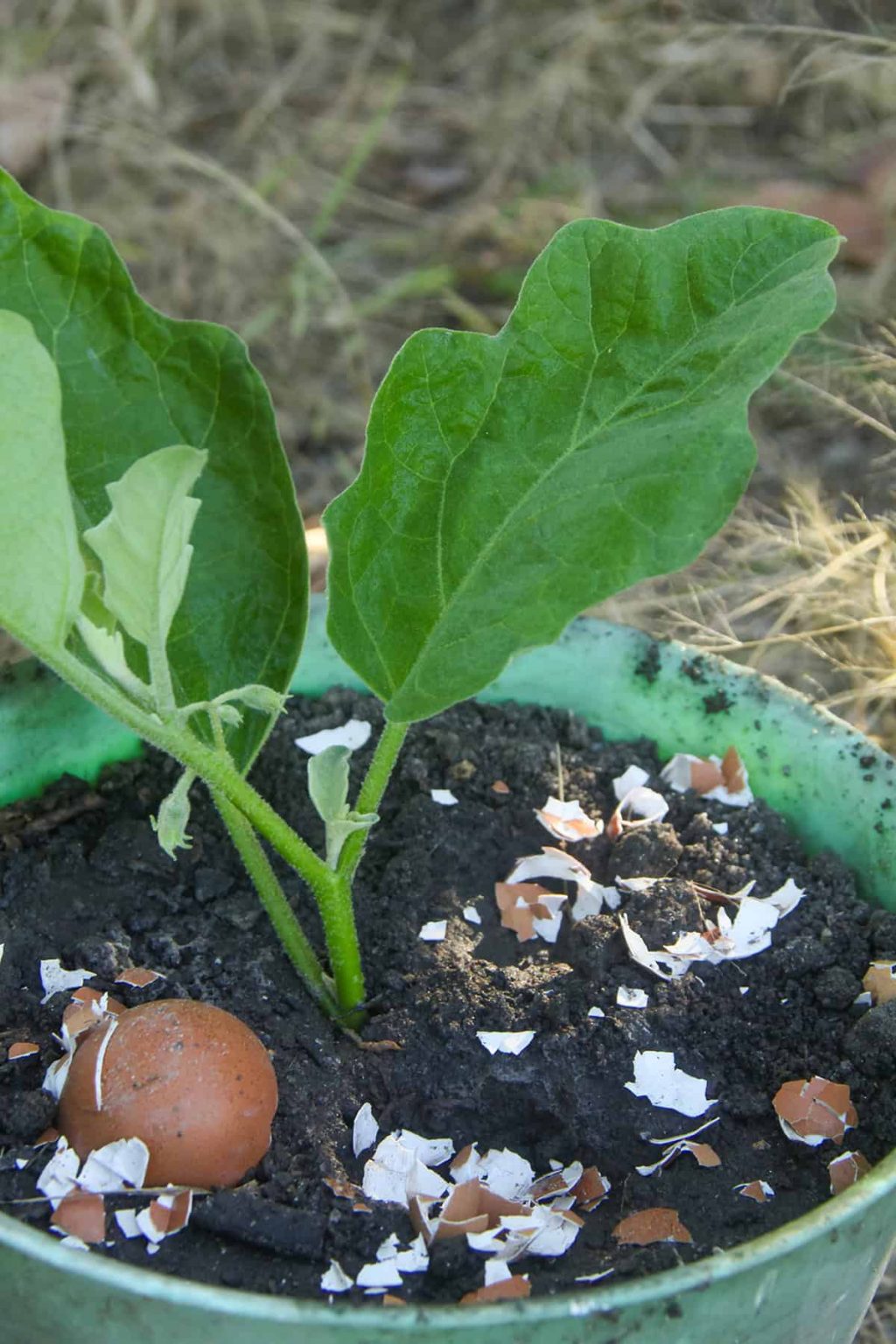 How to Use Egg Shells for Plants — The Secret Top Gardeners Don’t Talk ...