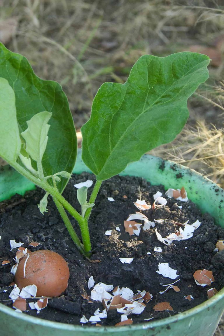 How to Use Egg Shells for Plants — The Secret Top Gardeners Don’t Talk ...
