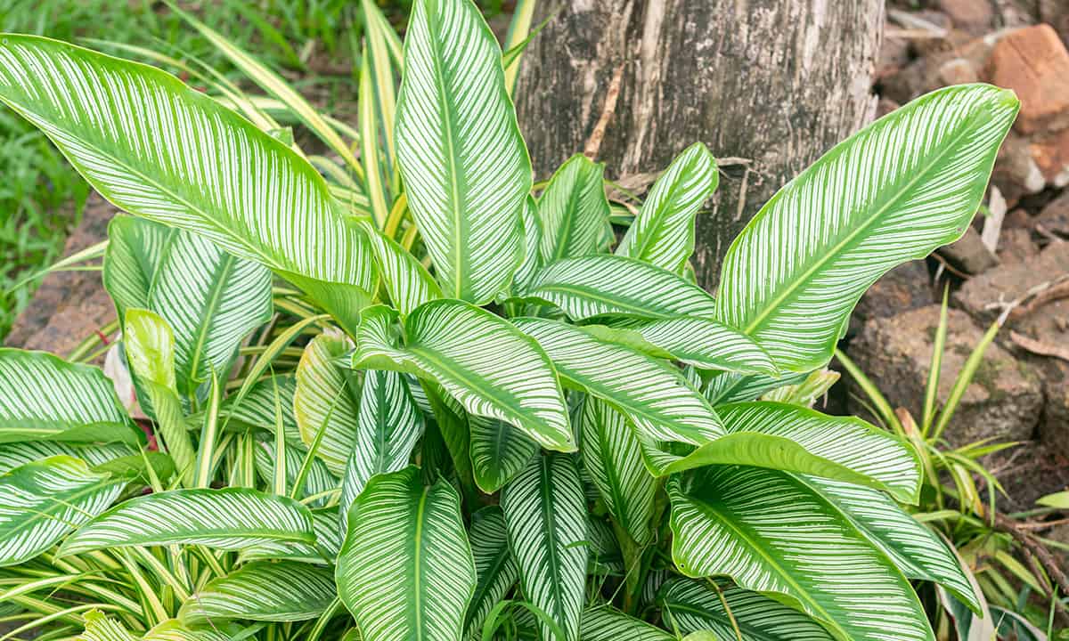 How to Care for Dieffenbachia To Keep It Looking Its Best - Plantglossary