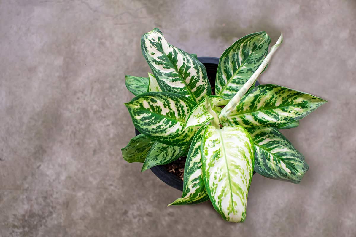 20 Different Dieffenbachia Varieties - Plantglossary