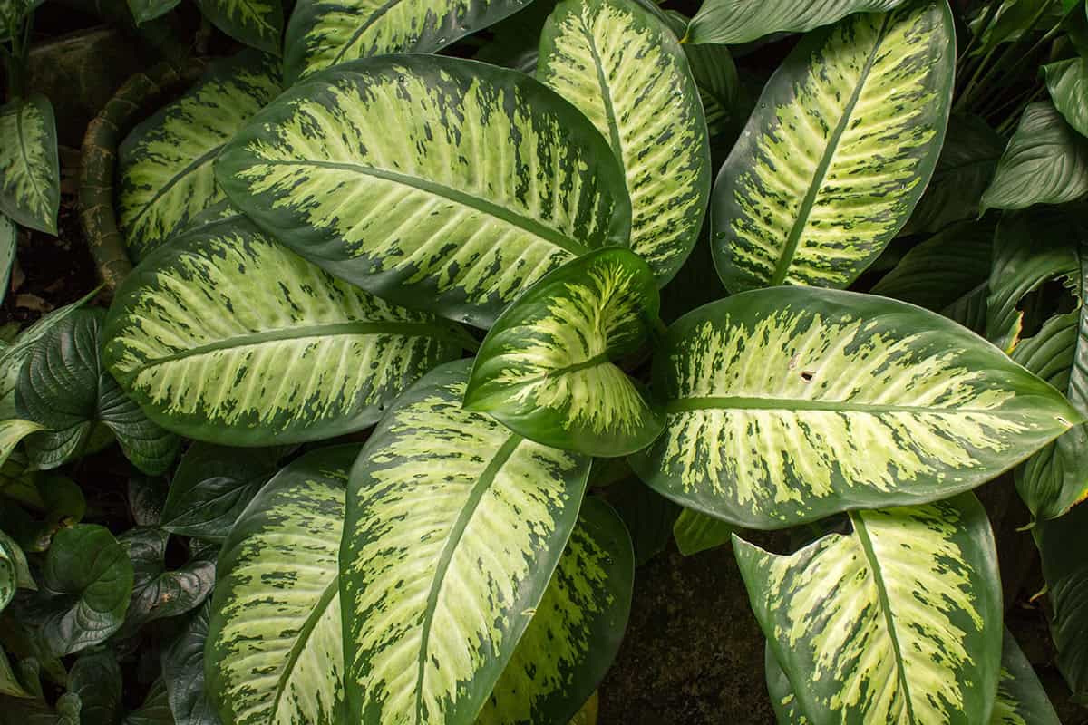 20 Different Dieffenbachia Varieties - Plantglossary