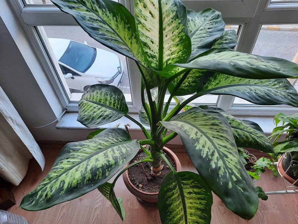 20 Different Dieffenbachia Varieties - Plantglossary