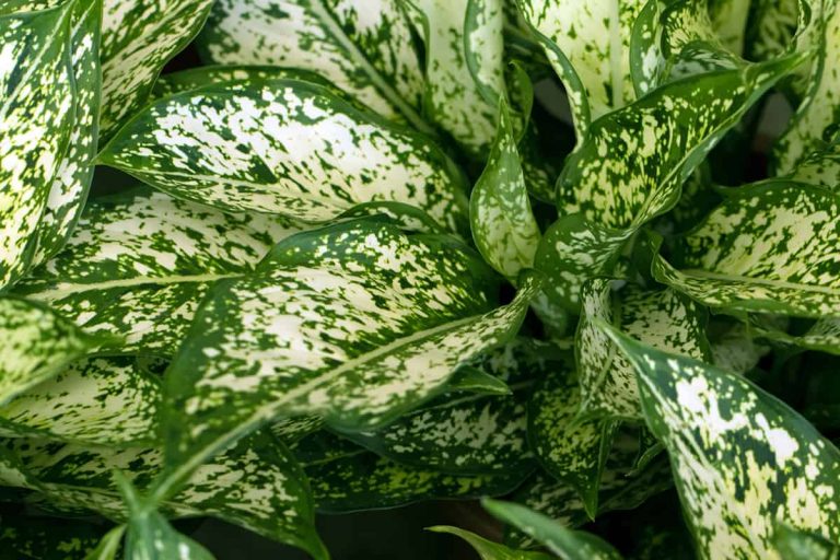 How to Care for Dieffenbachia To Keep It Looking Its Best - Plantglossary