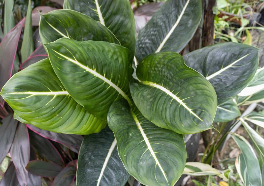 20 Different Dieffenbachia Varieties - Plantglossary